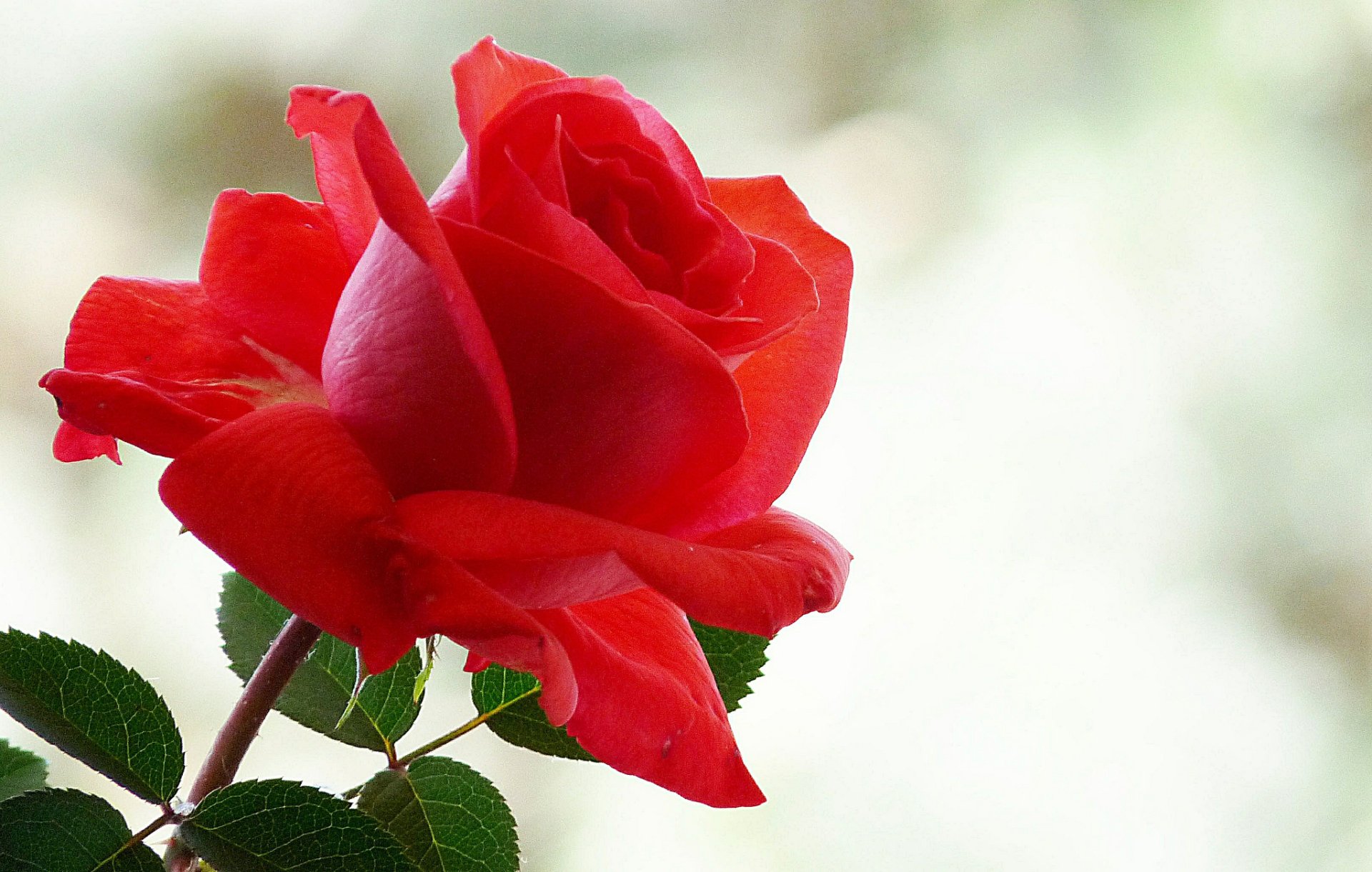 HD Wallpaper of Nature's Elegance: The Rose