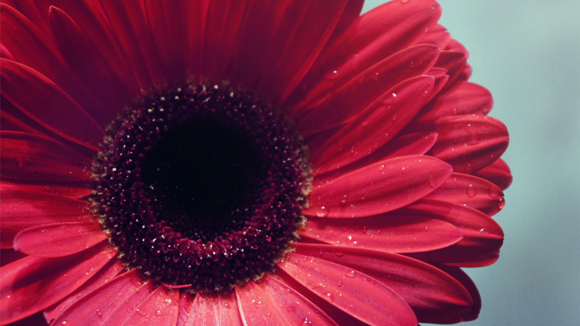 Download Nature Flower HD Wallpaper