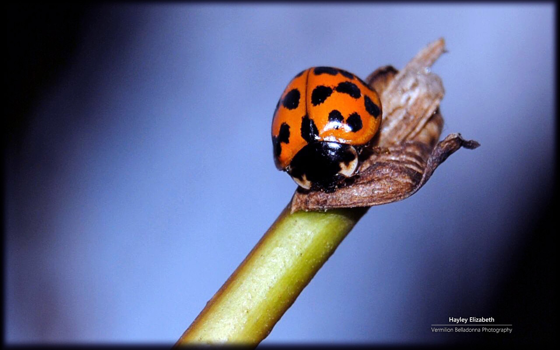 Download Animal Ladybug HD Wallpaper