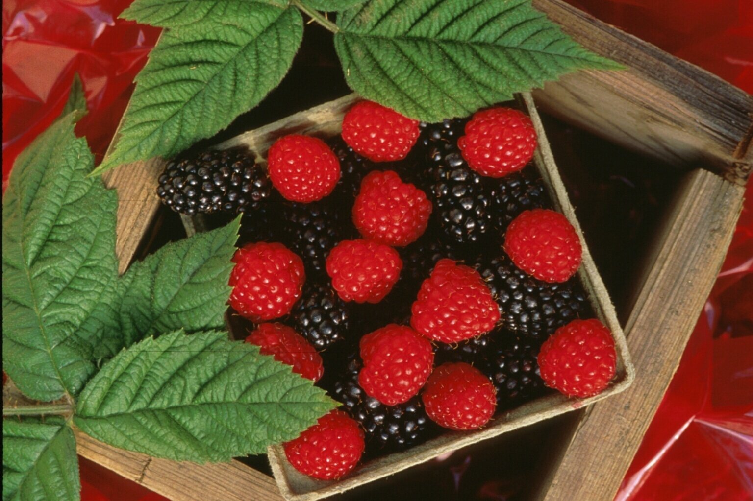Raspberries & Blackberries: Lush Berry HD Wallpaper | 1536x1023 ...