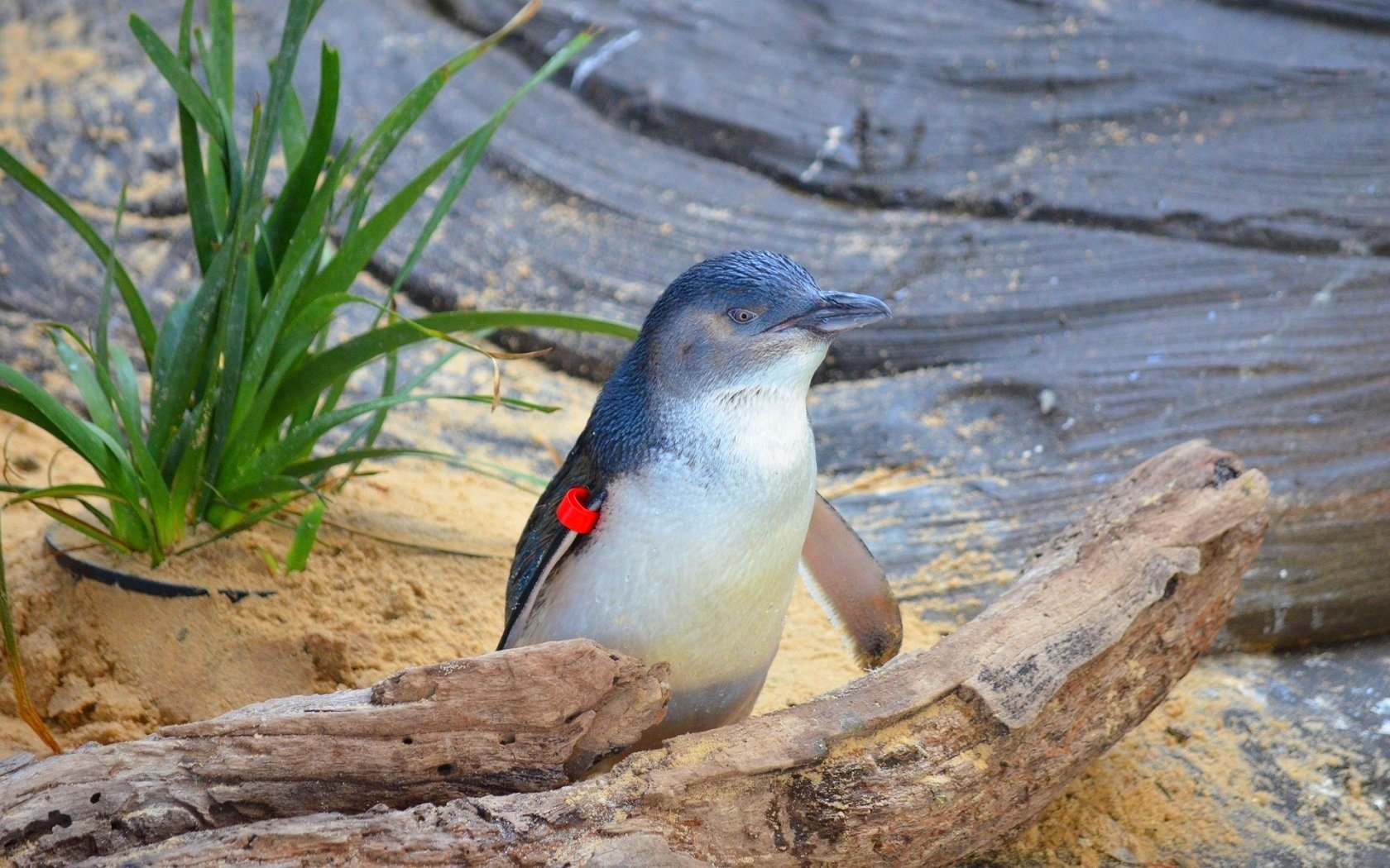 Little Penguin Wallpaper and Background Image | 1680x1050 | ID:435723 ...