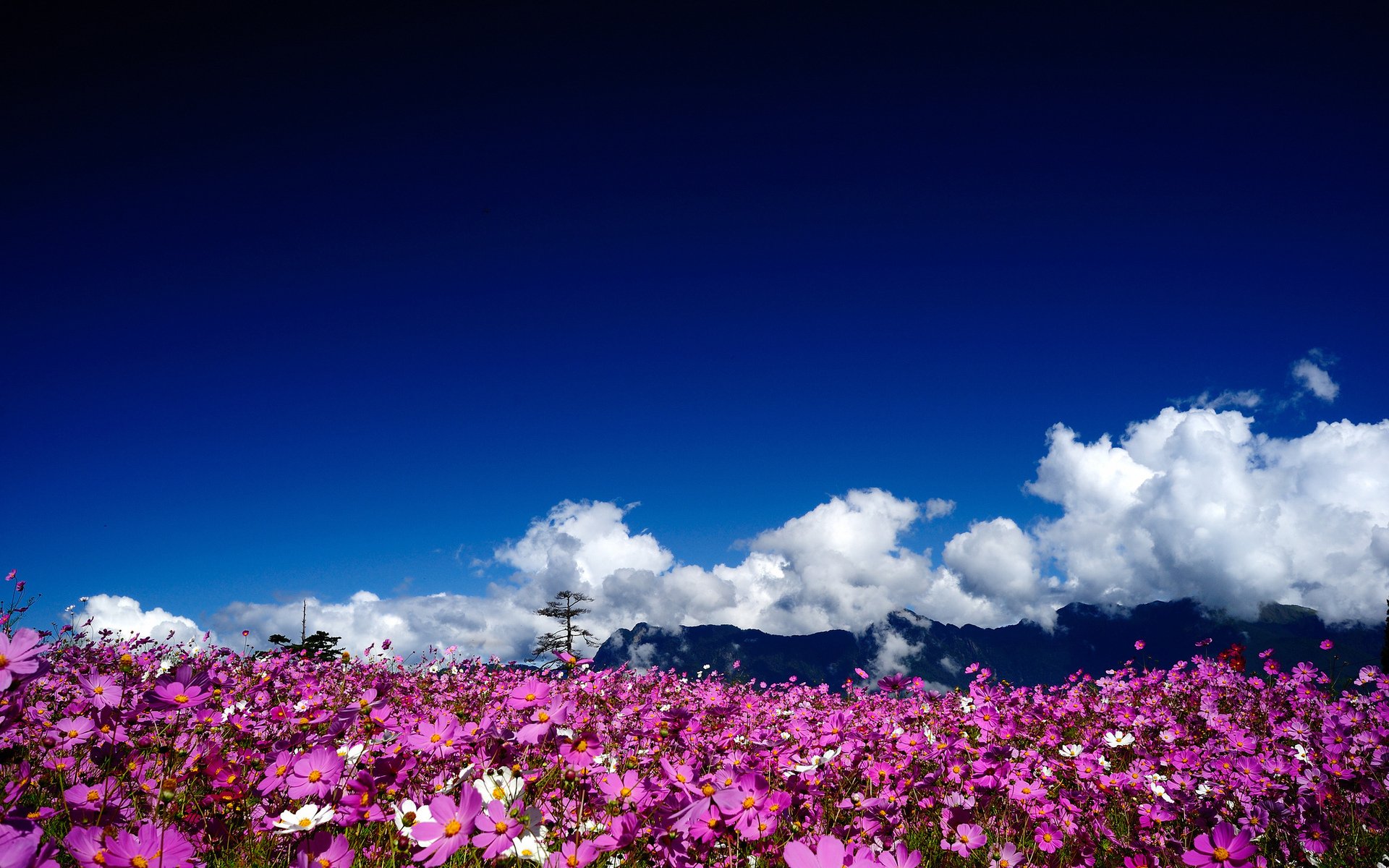 Vibrant Nature: HD Flower Wallpaper for a Beautiful Escape | 1920x1200 ...