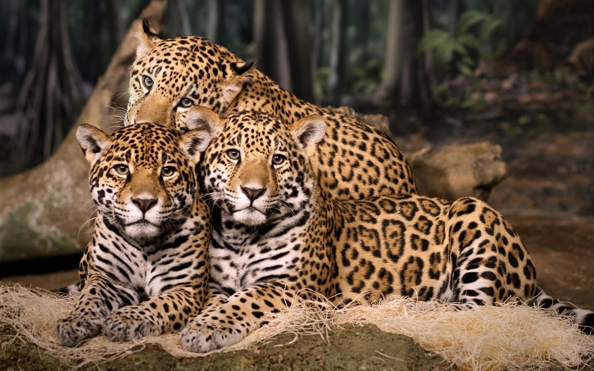 Majestic Leopards: A Stunning HD Wallpaper