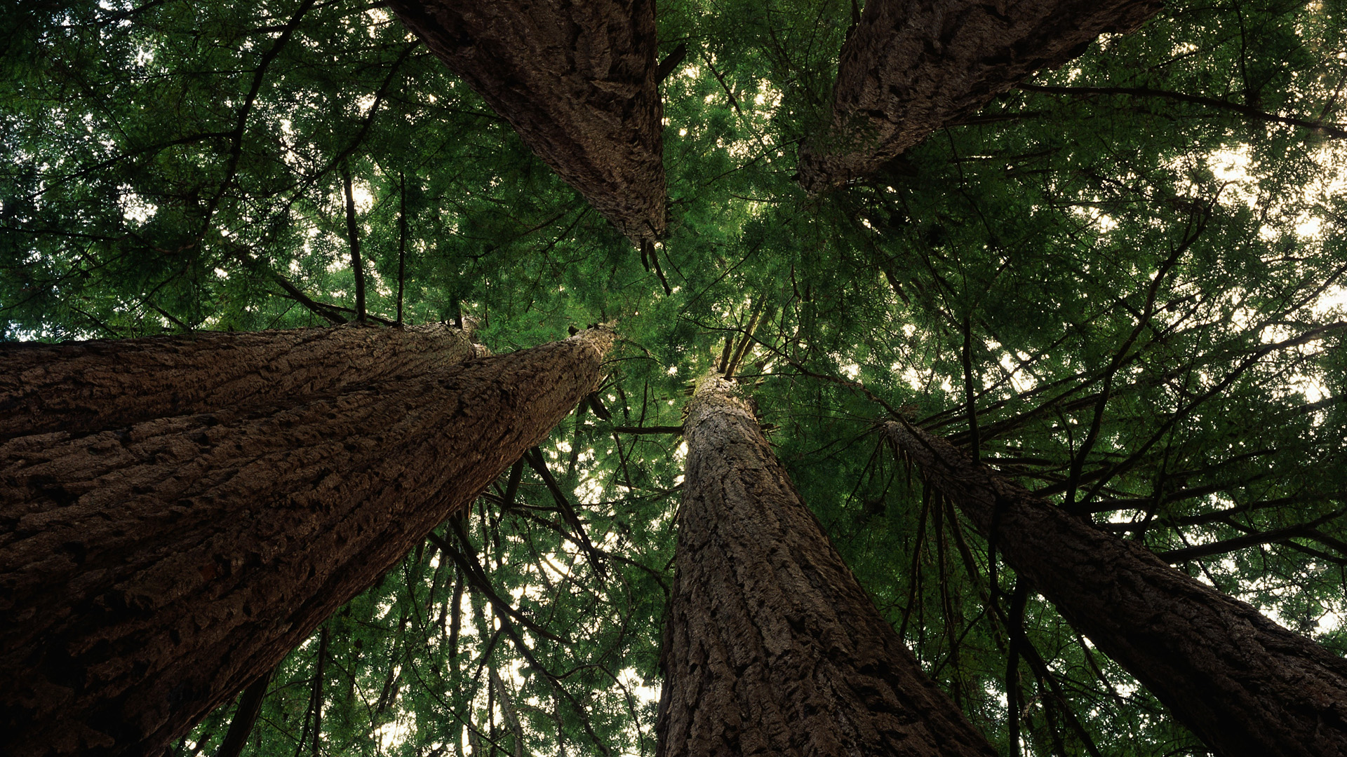 Download Nature Tree HD Wallpaper