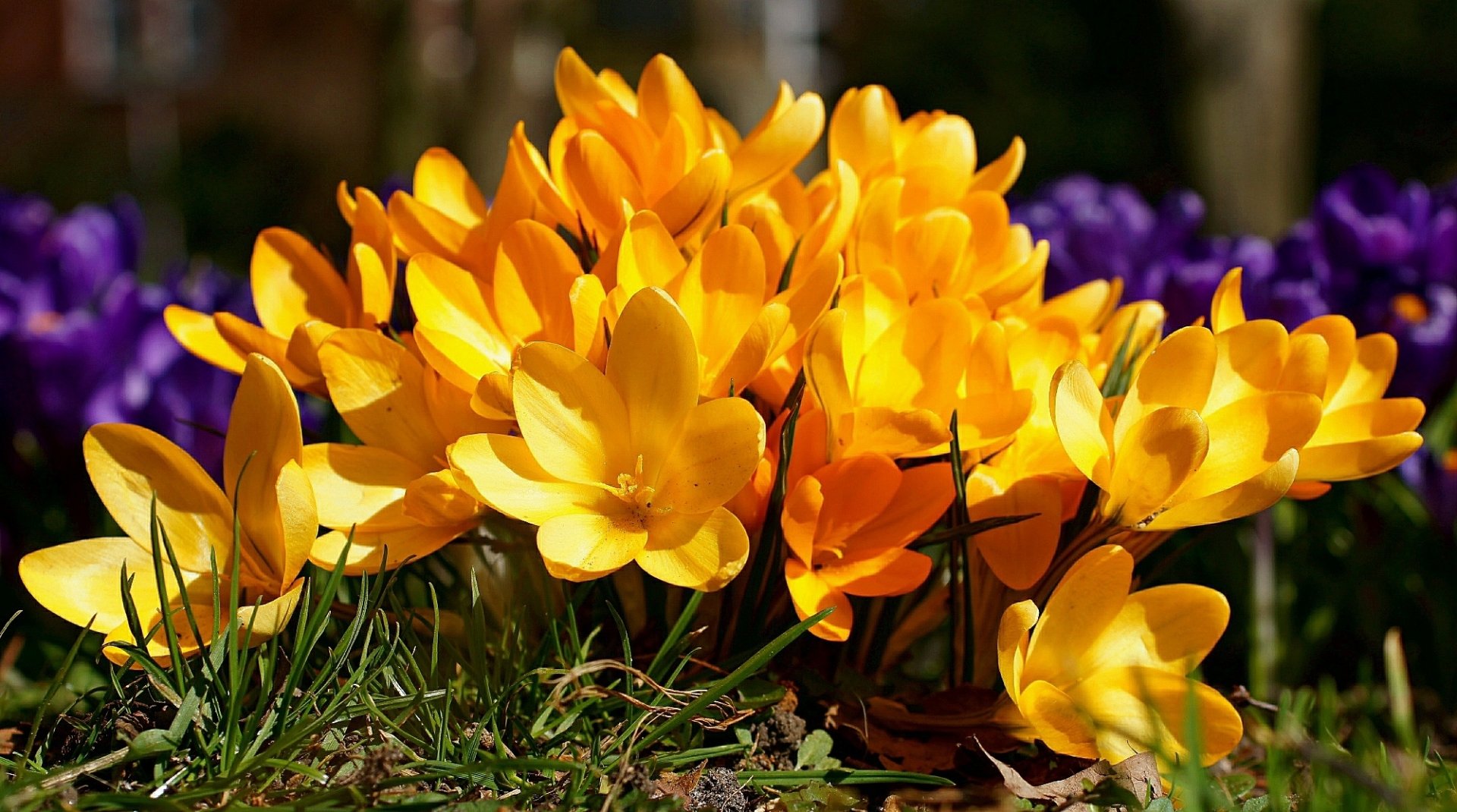 Vibrant Crocus Blooms: A Stunning HD Wallpaper of Nature's Beauty