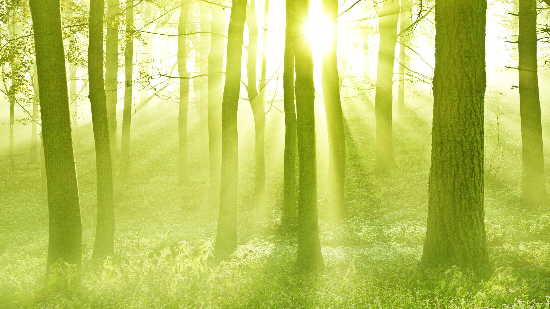 Download Nature Sunbeam HD Wallpaper