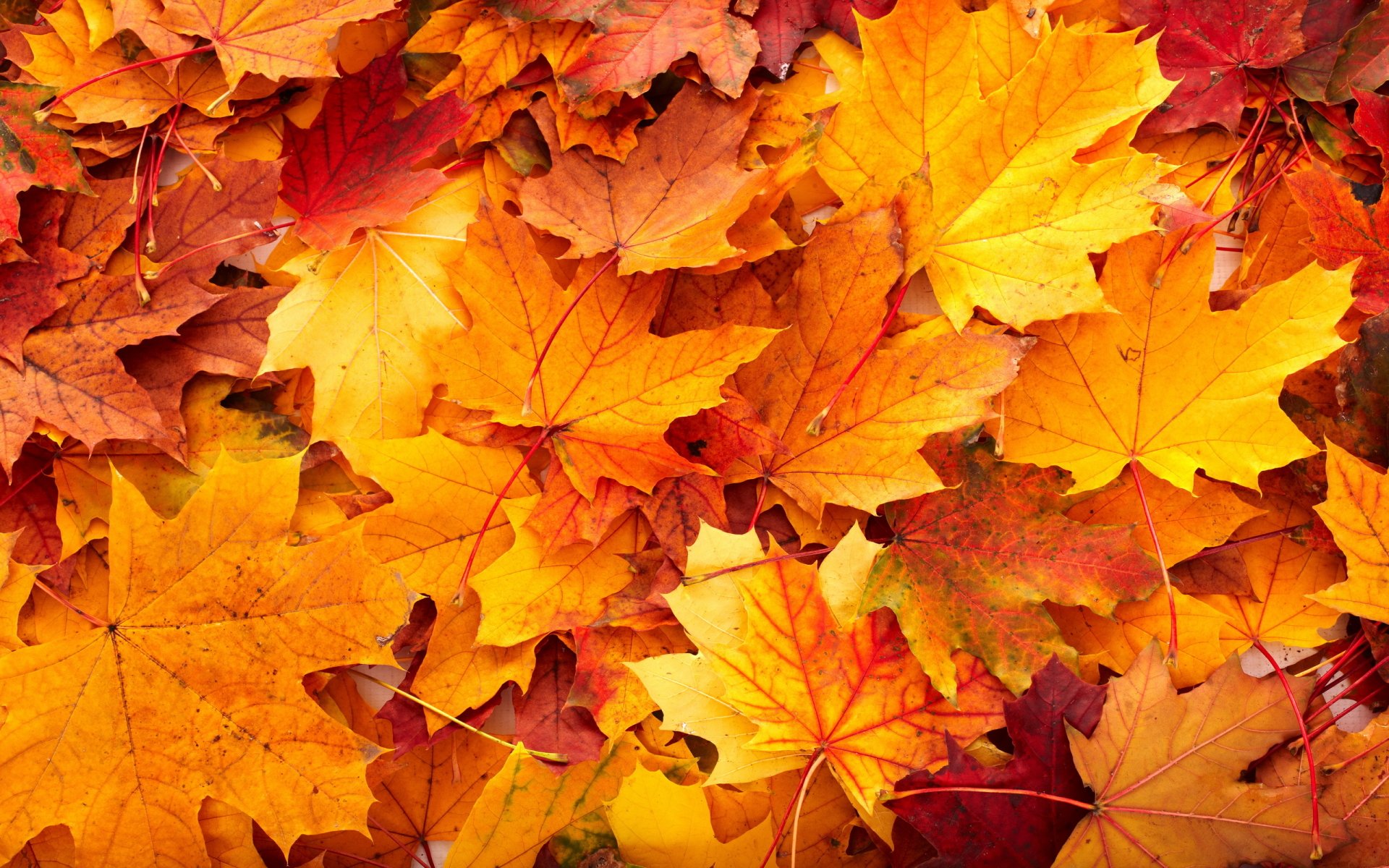 Vibrant Fall Leaves HD Wallpaper – Free Nature Download | 2560x1600 ...
