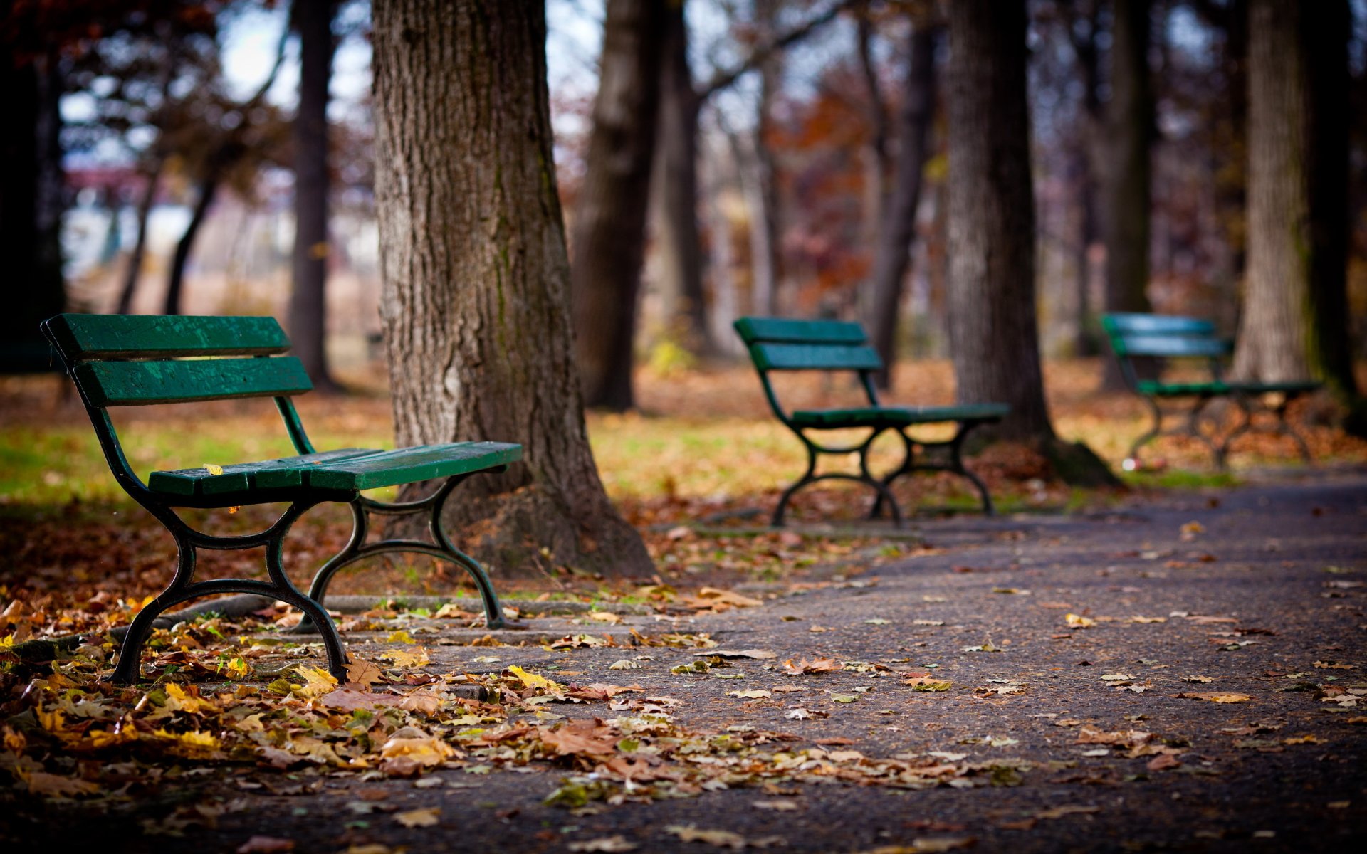 Autumn Park Benches — 2K Quad HD Wallpaper | 2560x1600 | Wallpaper Abyss