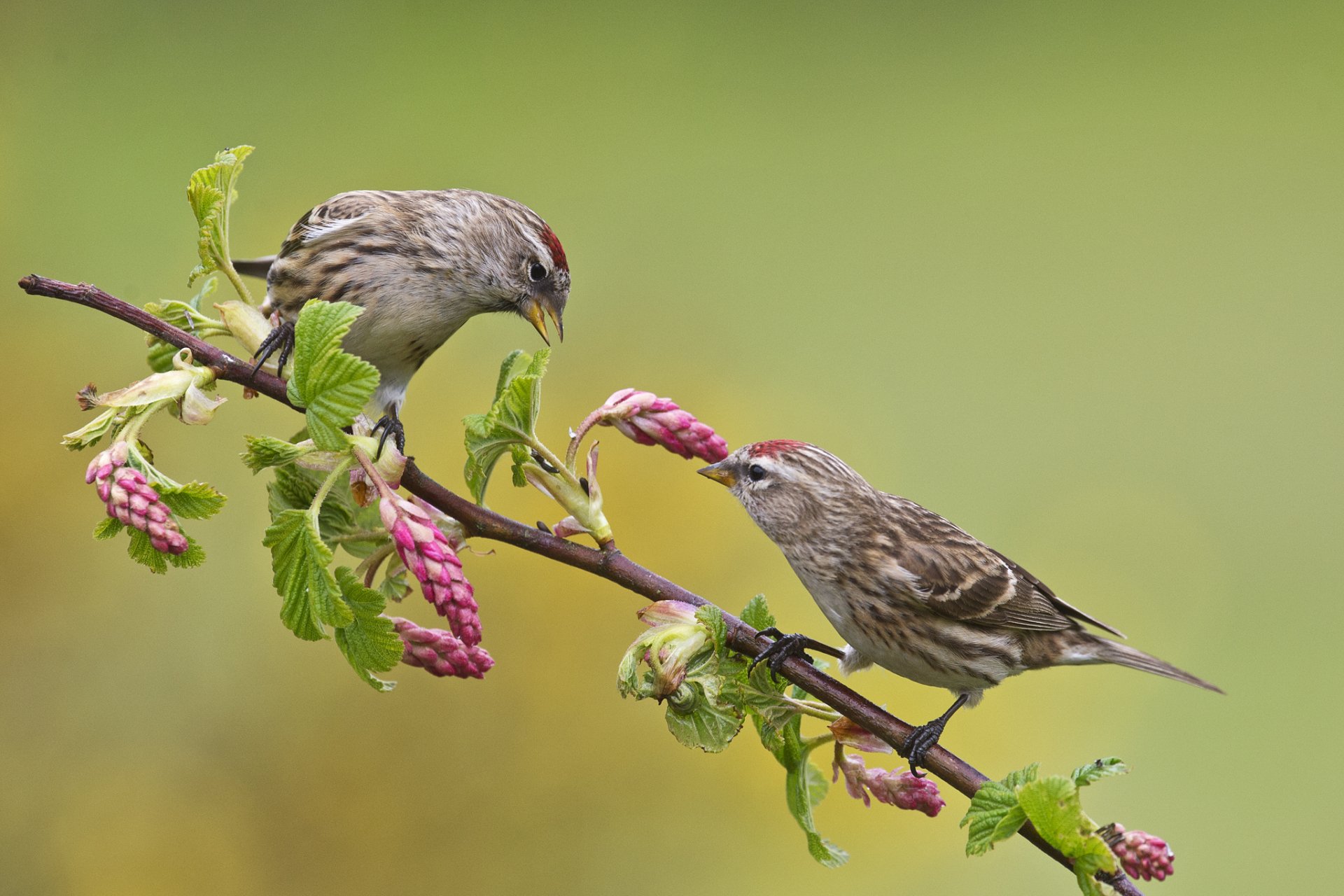 HD Wallpaper of Lesser Redpolls in Nature by Phil Winter