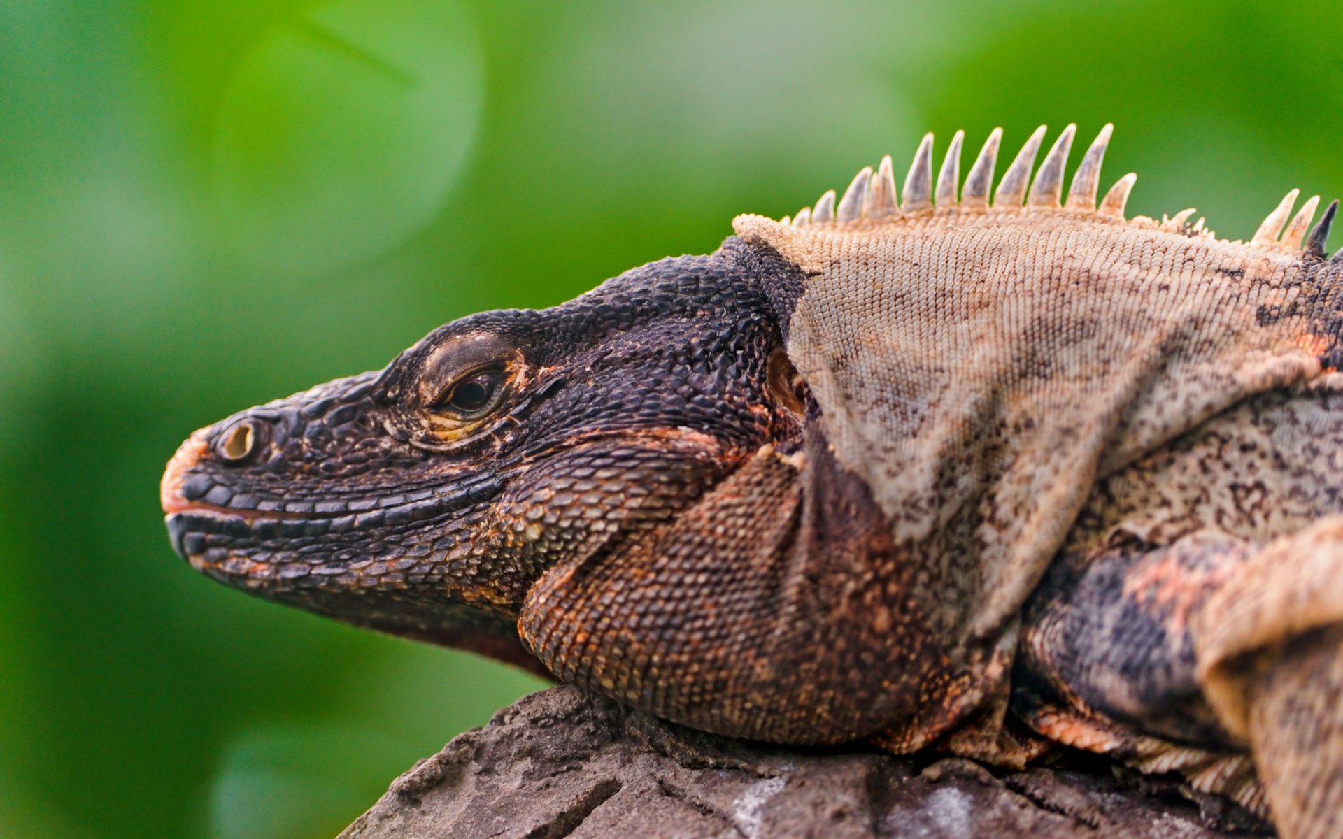 Download Animal Iguana HD Wallpaper