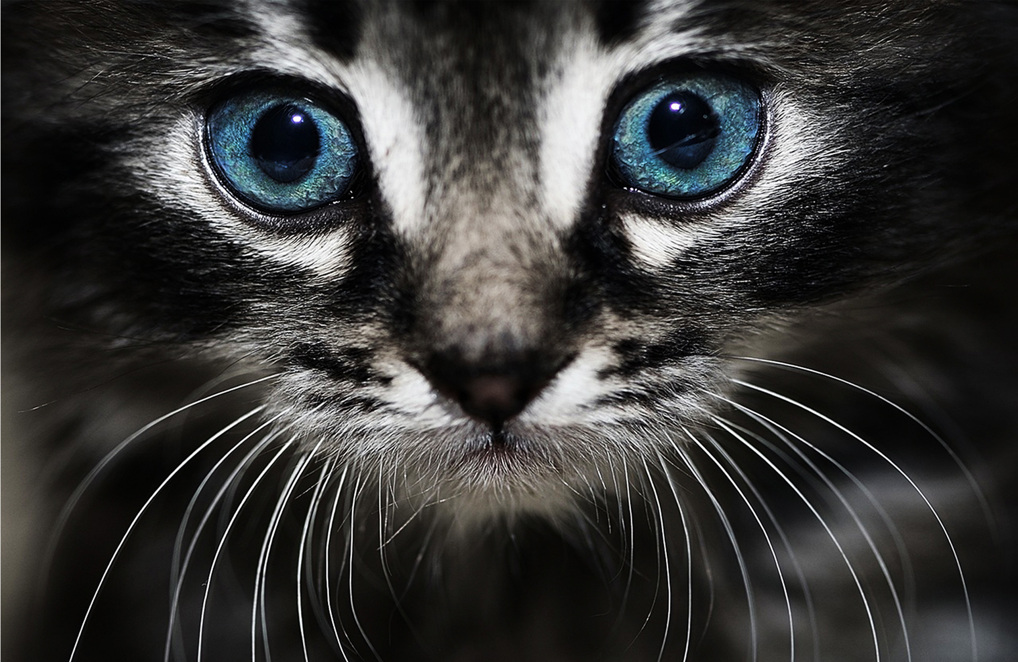 Mesmerizing Cat Eyes - HD Wallpaper
