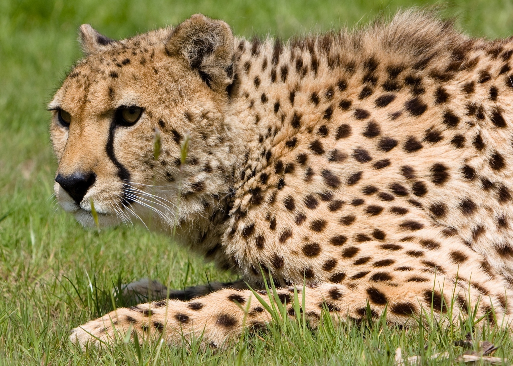 Download Animal Cheetah HD Wallpaper