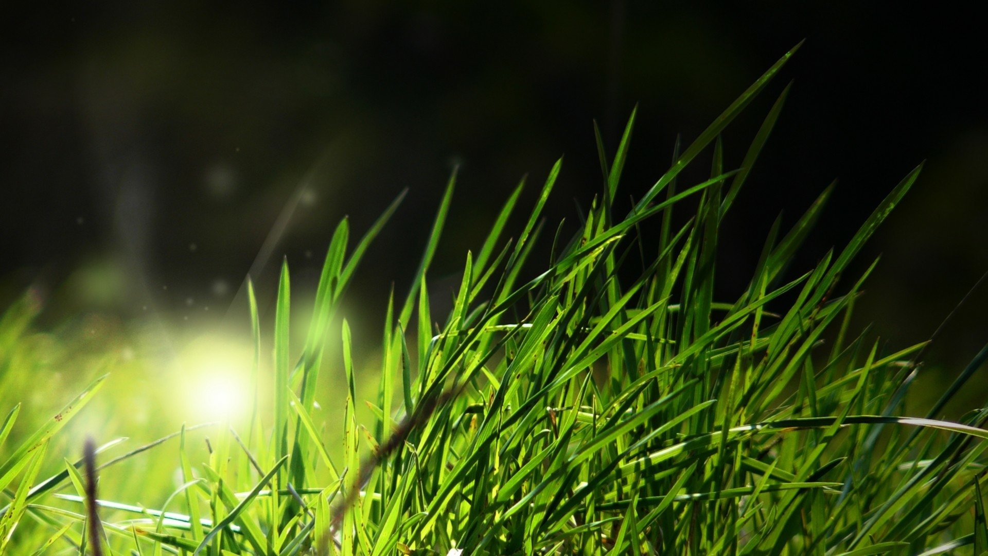Nature Grass HD Wallpaper