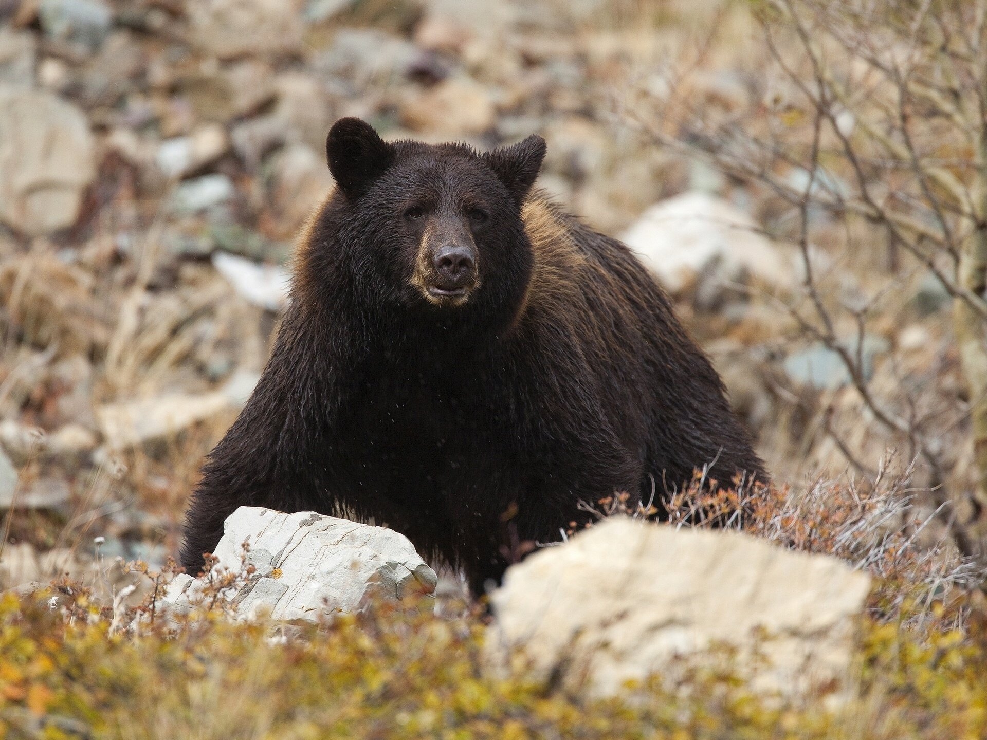 Majestic Bear in the Wild - Stunning HD Animal Wallpaper | 1920x1440 ...
