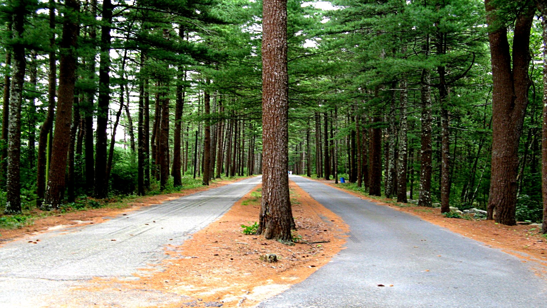 Serene Man-Made Forest Road HD Wallpaper