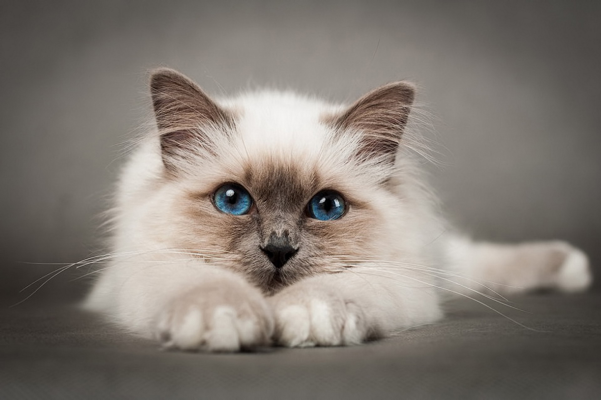 Download Animal Cat HD Wallpaper
