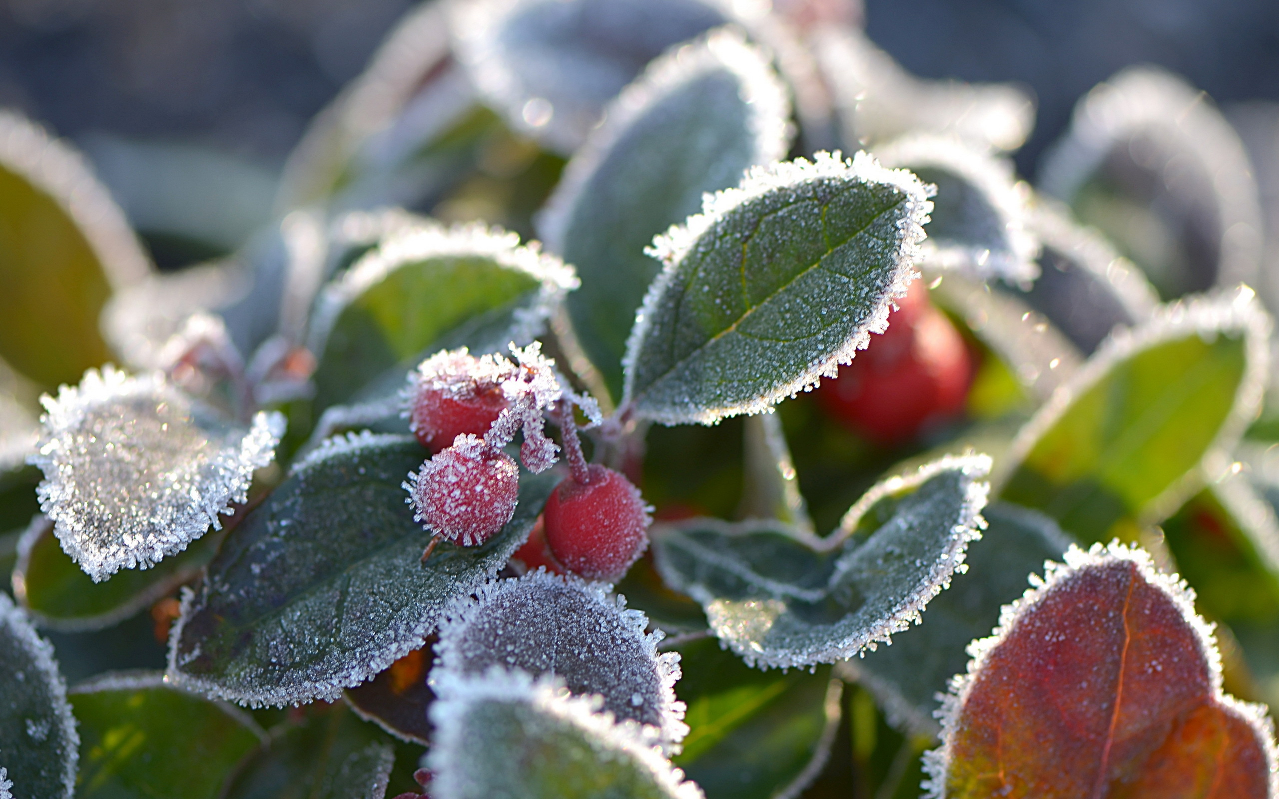 Download Nature Close Up HD Wallpaper