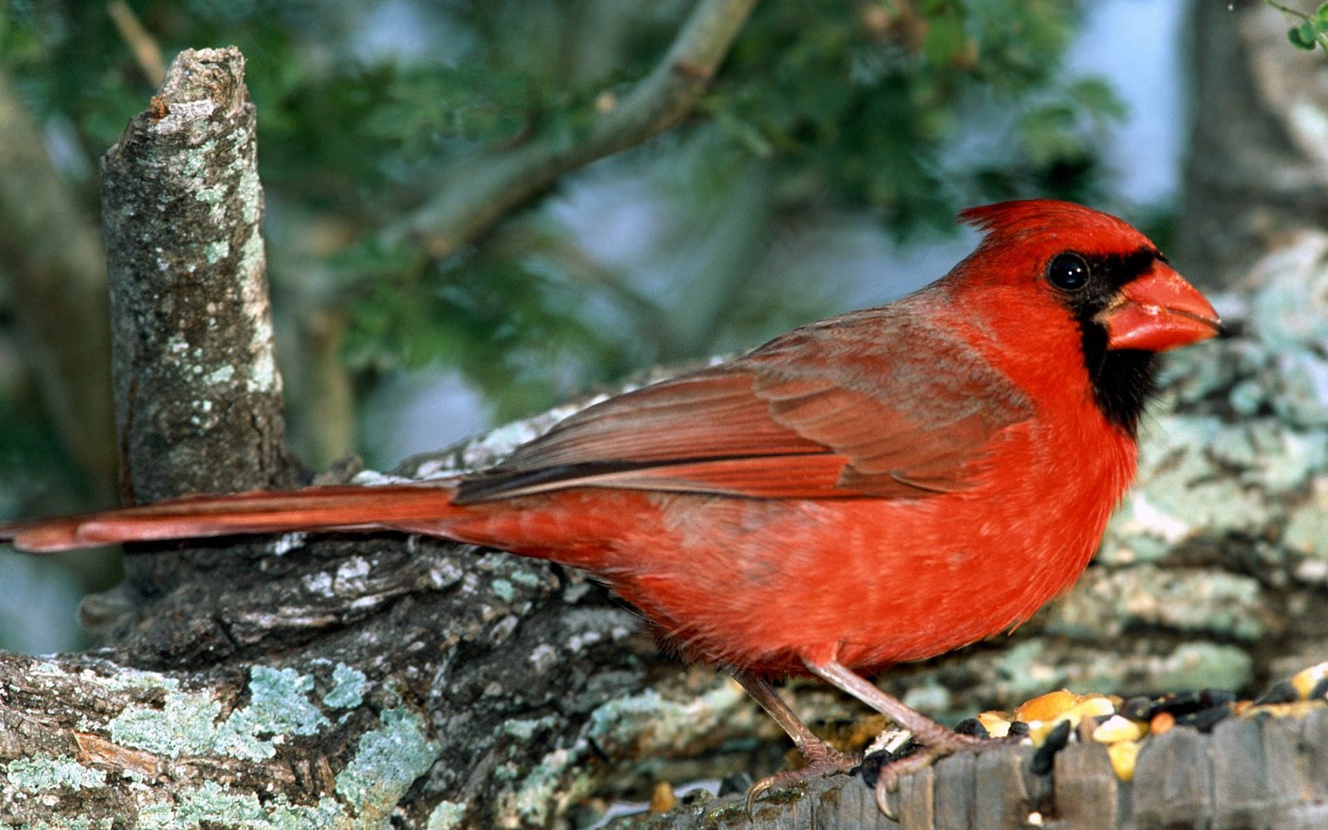 Crimson Cardinal — HD Wildlife Wallpaper
