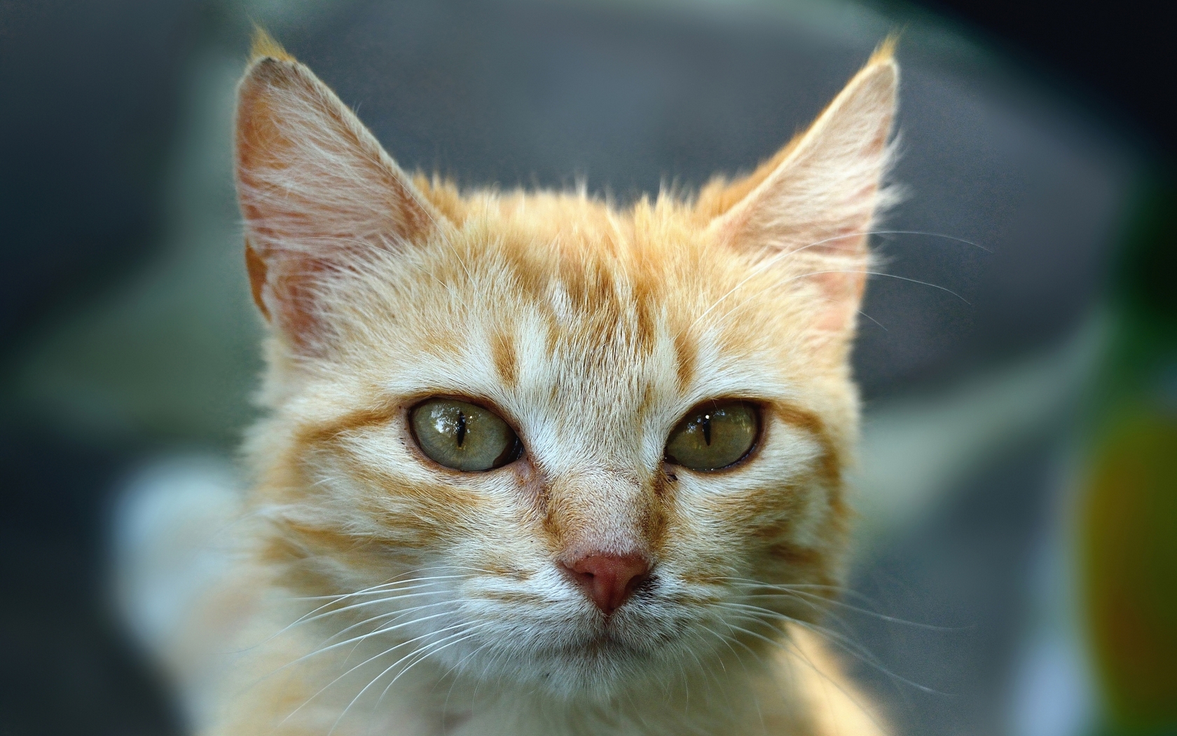 Download Animal Cat Wallpaper