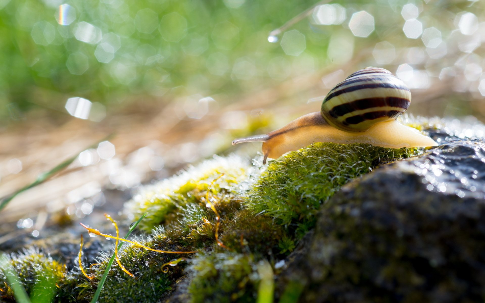 Download Animal Snail HD Wallpaper
