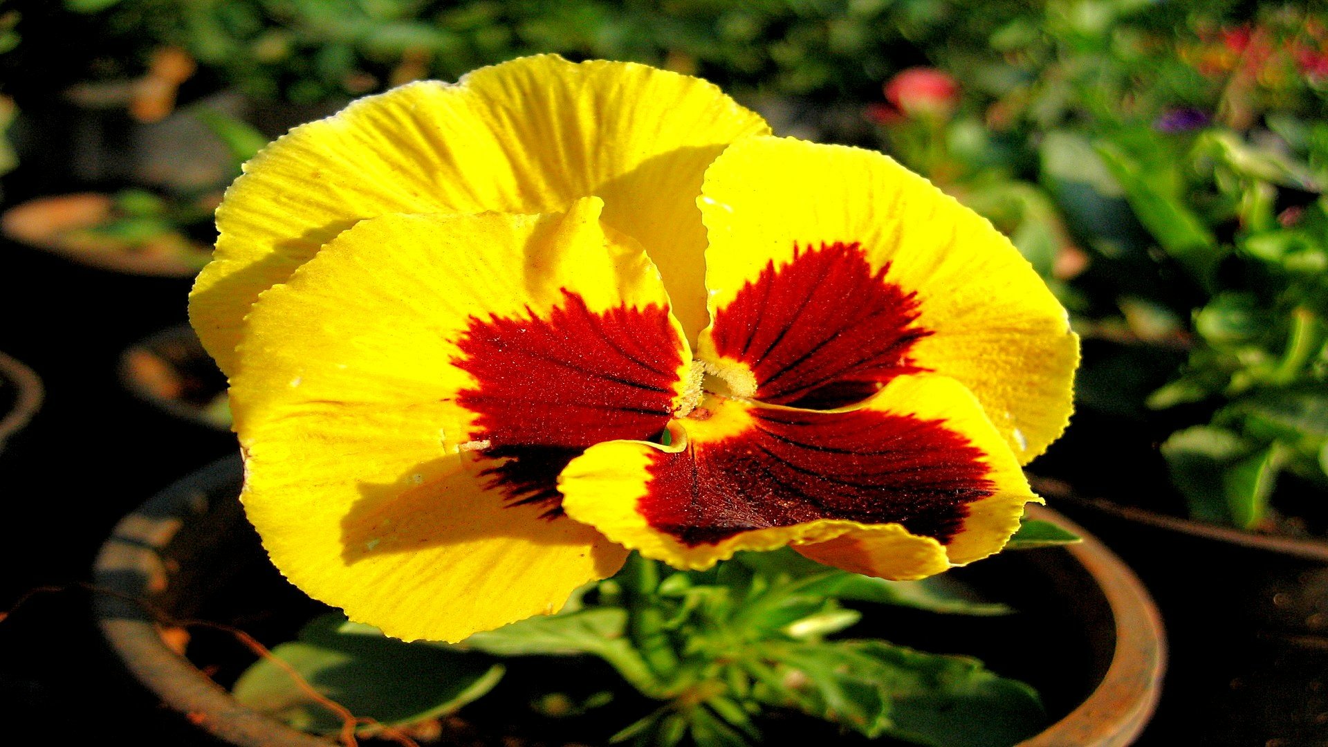 Nature Pansy HD Wallpaper