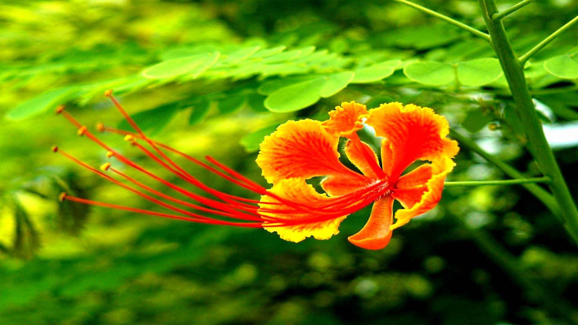 Vibrant Nature Bloom: HD Floral Beauty | 1920x1080 | Wallpaper Abyss
