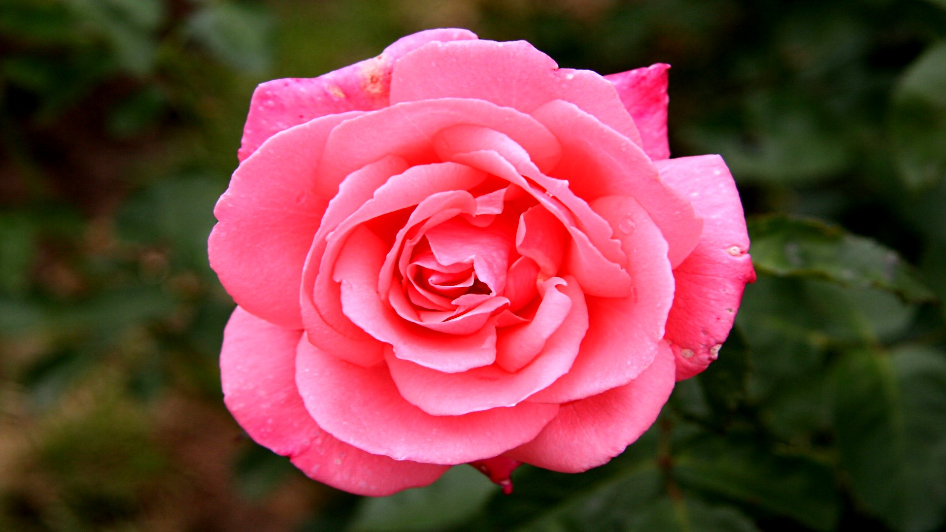 Nature Rose HD Wallpaper