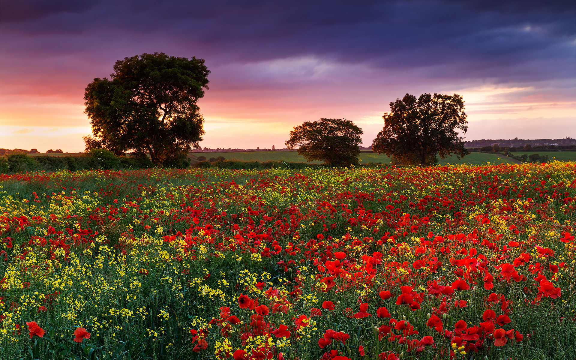 Vibrant Nature Landscape HD Wallpaper: A Floral Sunset Dream