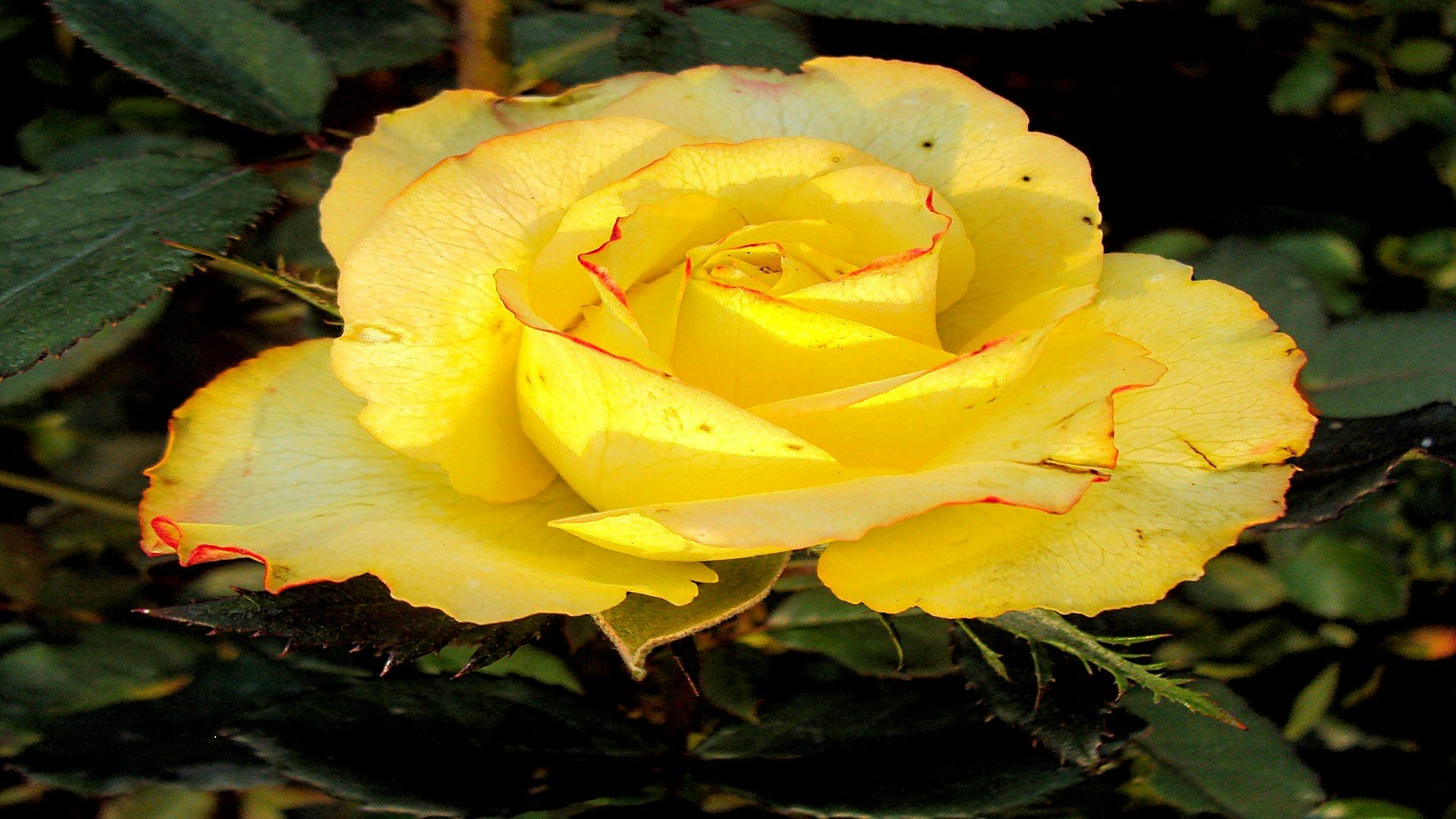 Download Nature Rose HD Wallpaper