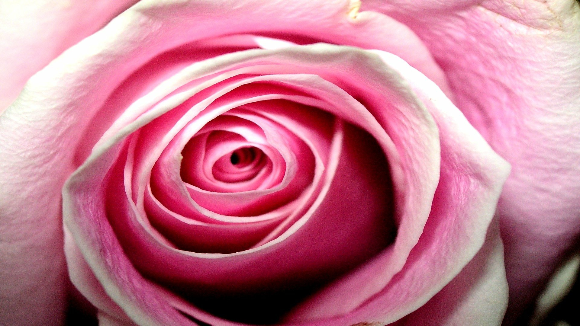 Download Nature Rose HD Wallpaper