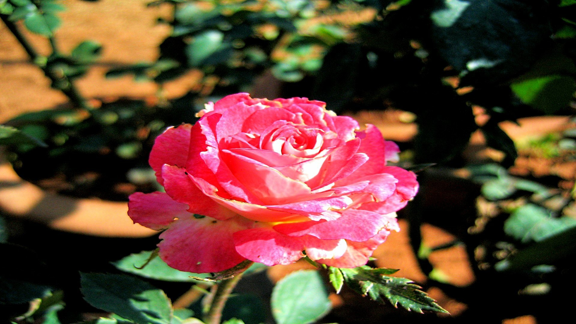 Rose HD Wallpaper