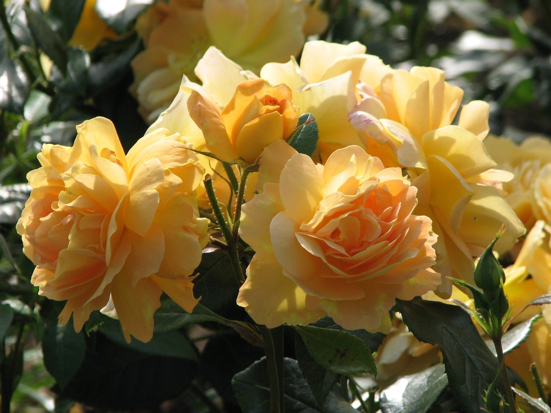 Download Nature Rose Bush HD Wallpaper