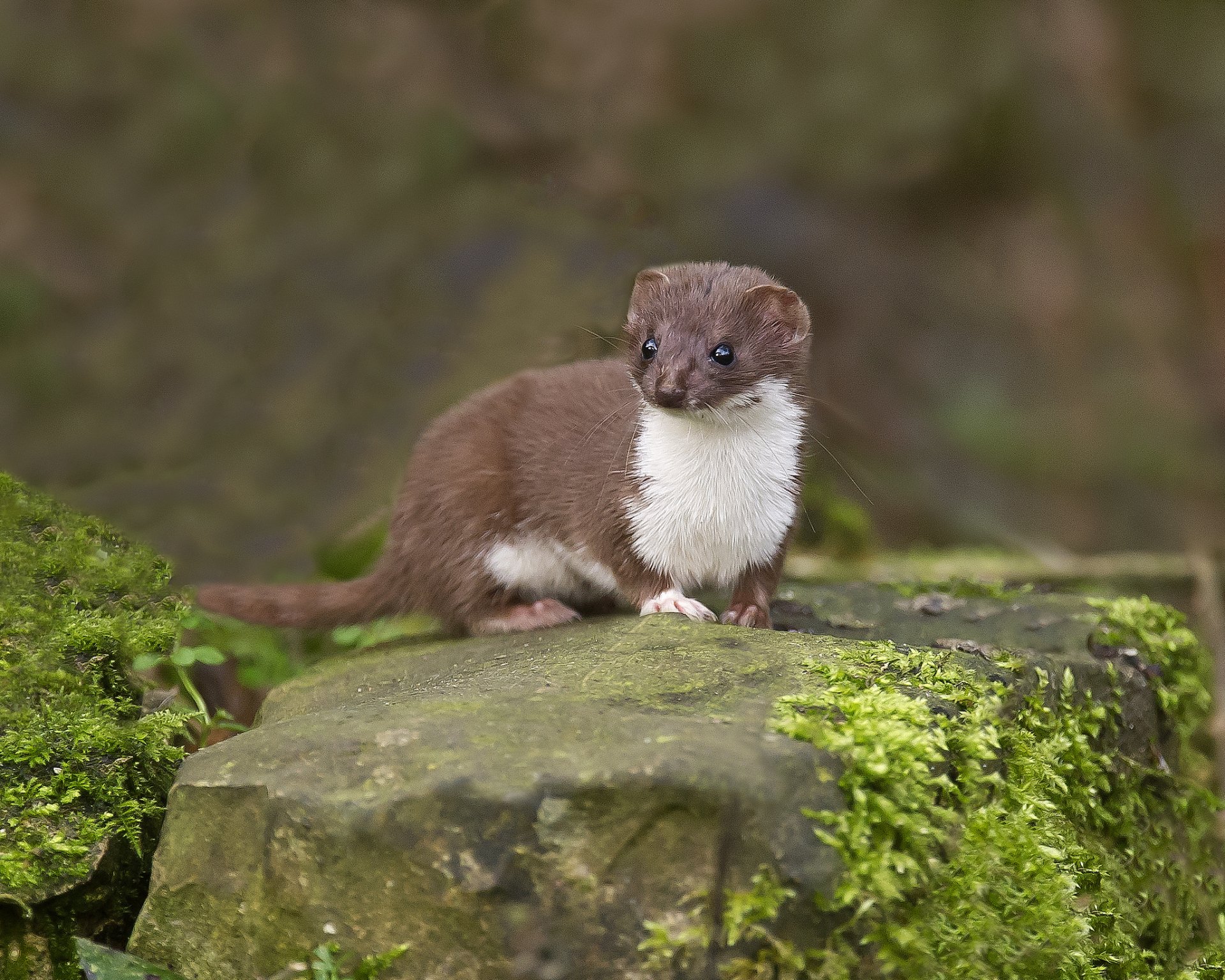 Mossy Hollow Ferret — HD Wallpaper