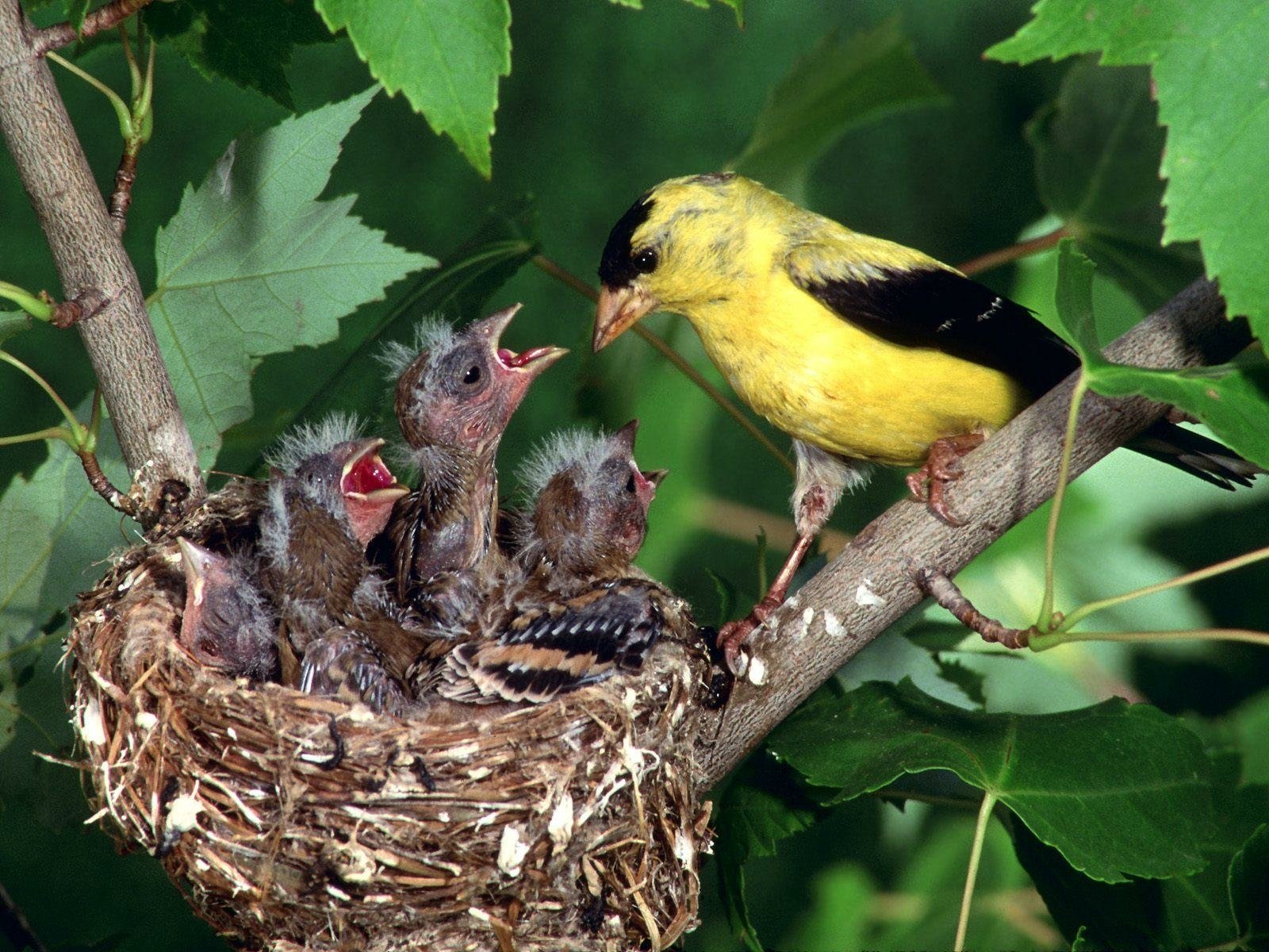 Vibrant Finch Feeding Its Hungry Hatchlings – HD Animal Wallpaper