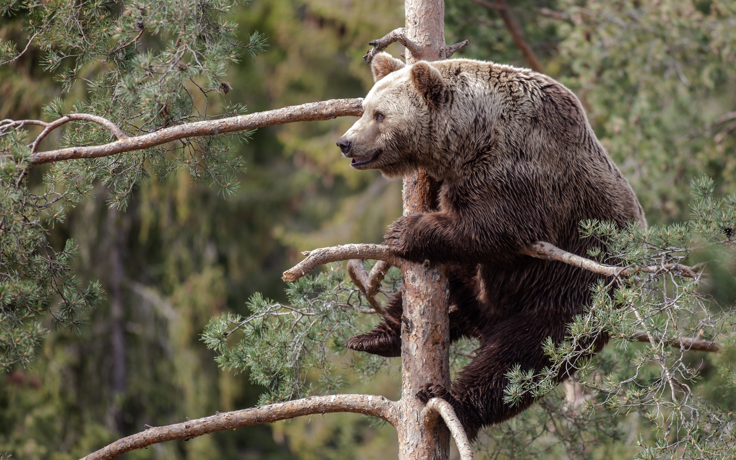 Download Pine Tree Animal Bear HD Wallpaper