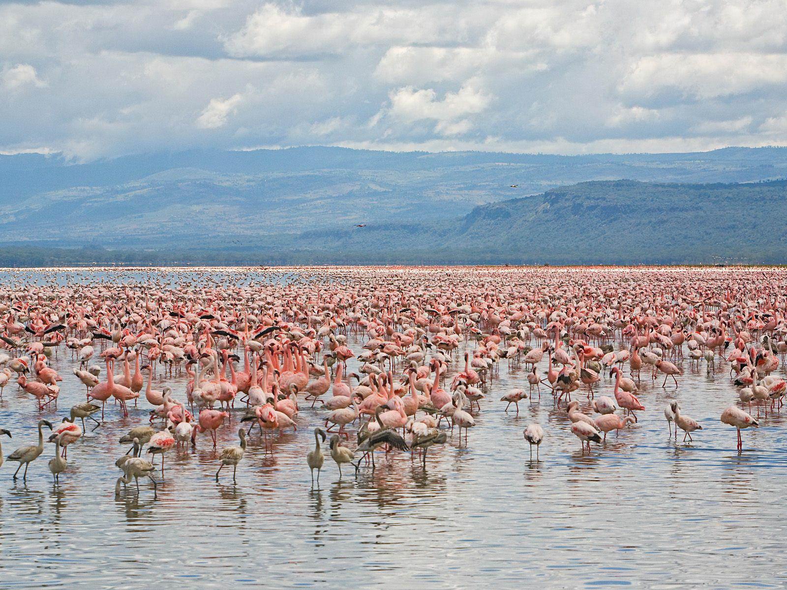 Majestic Flamingo Flock: Stunning HD Animal Wallpaper