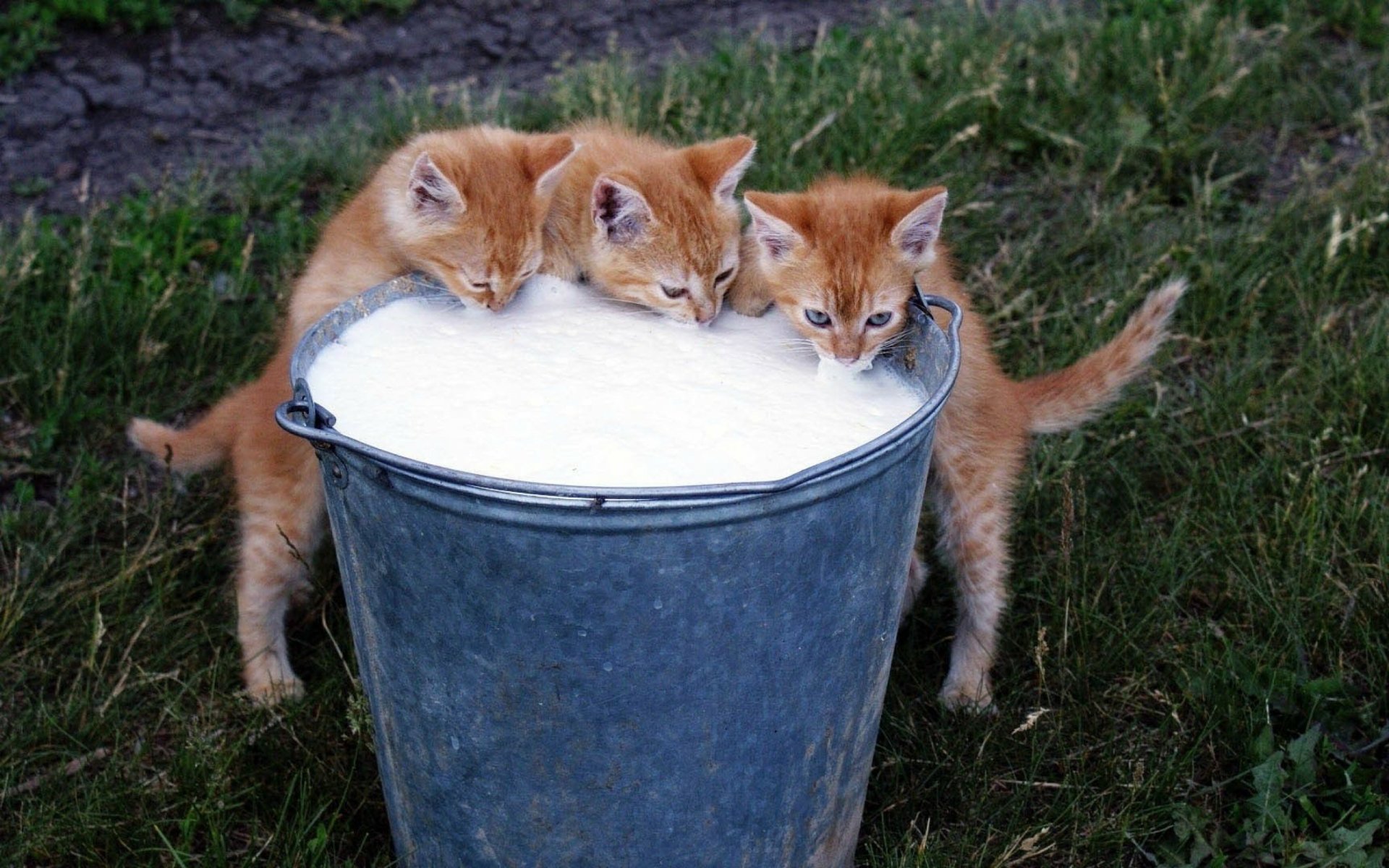 Adorable Kittens Enjoying Milk - HD Wallpaper