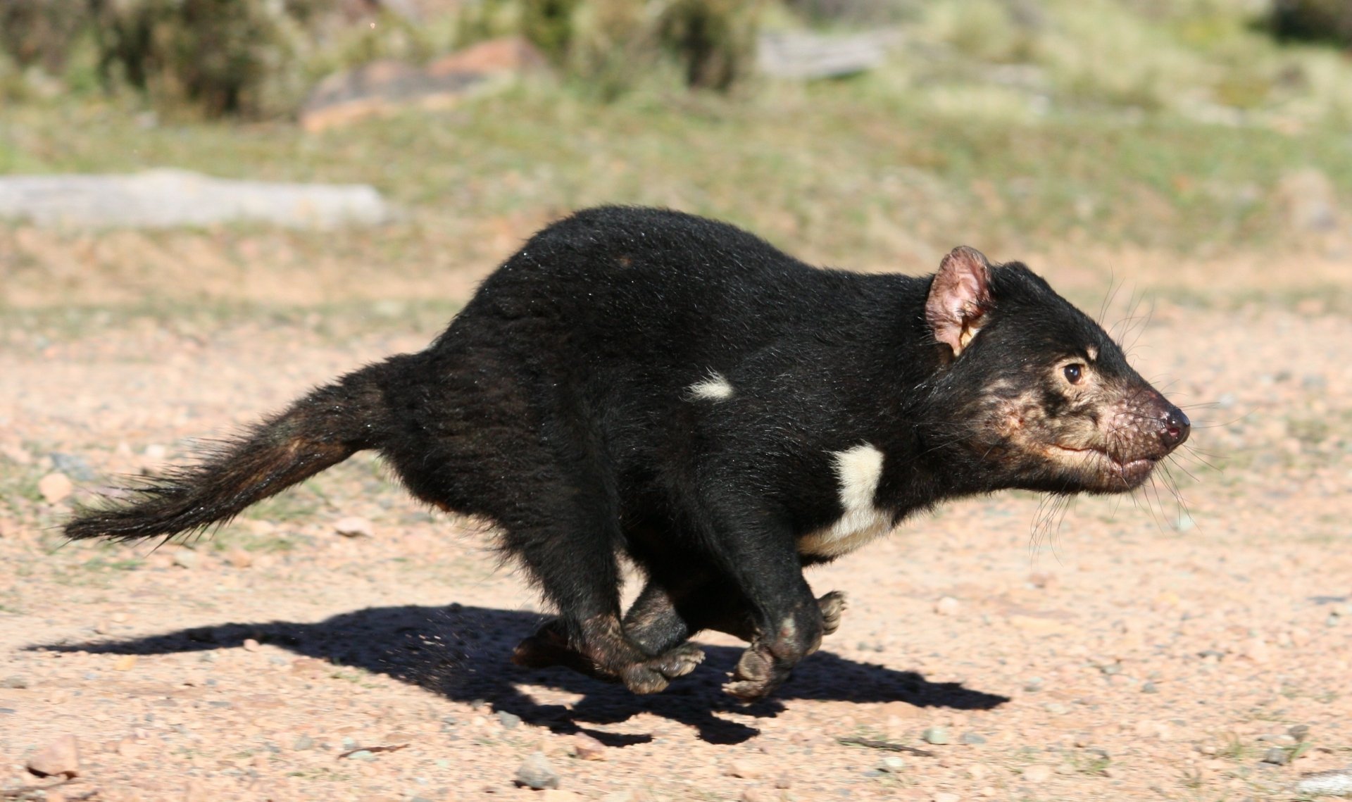 Download Devil Animal Tasmanian Devil HD Wallpaper