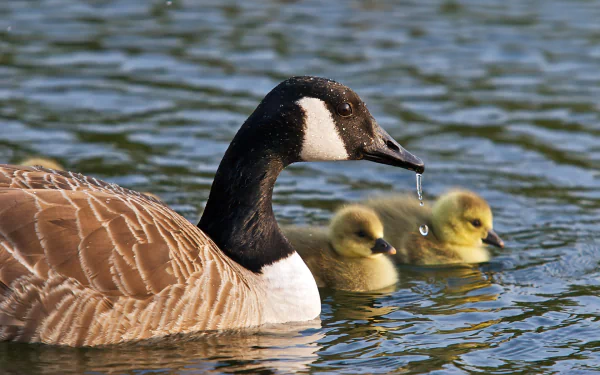 [100+] Goose Wallpapers