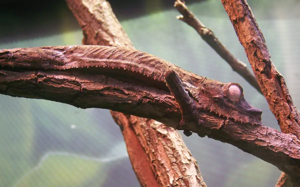 [80+] Gecko Wallpapers