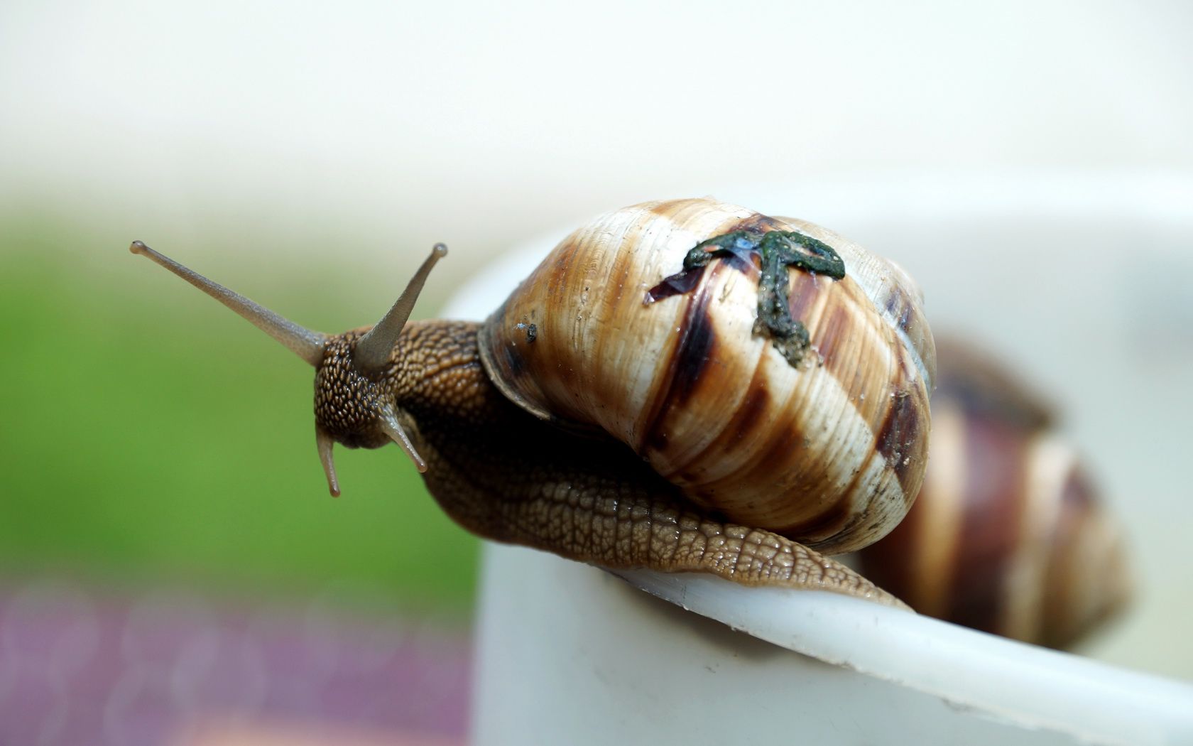 Download Animal Snail Wallpaper