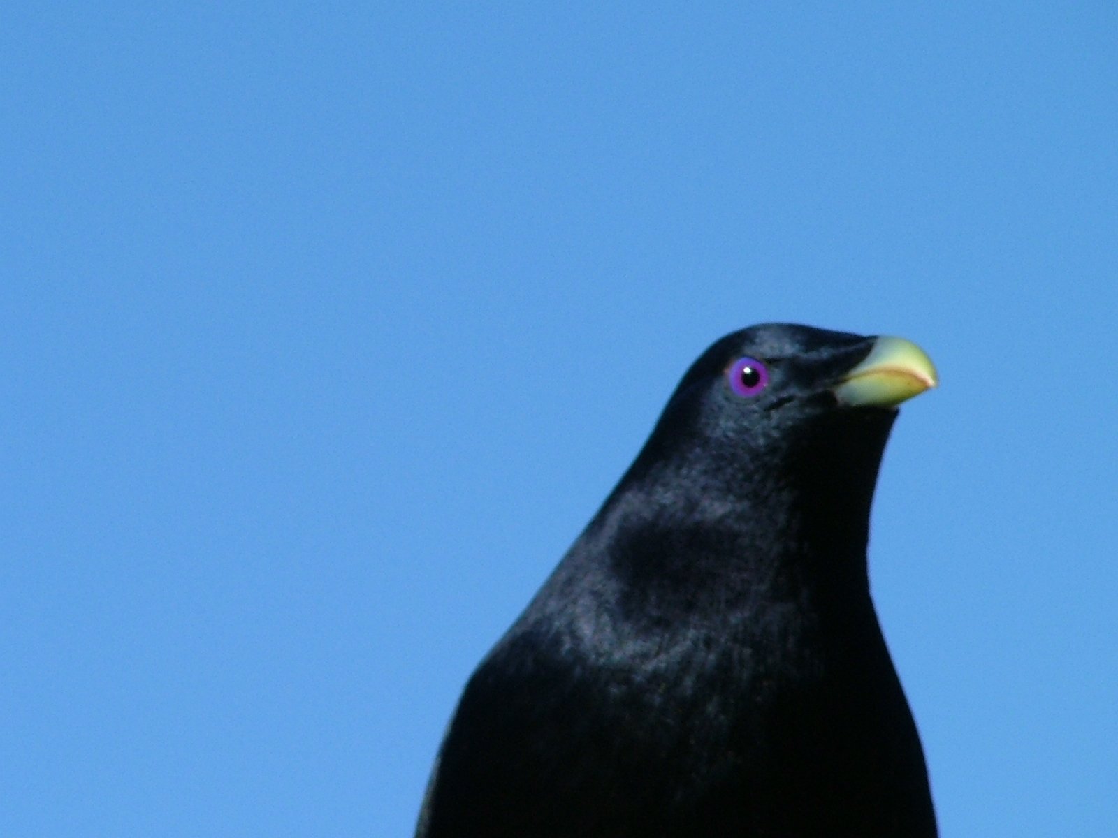 Download Bird Animal Bowerbird Wallpaper