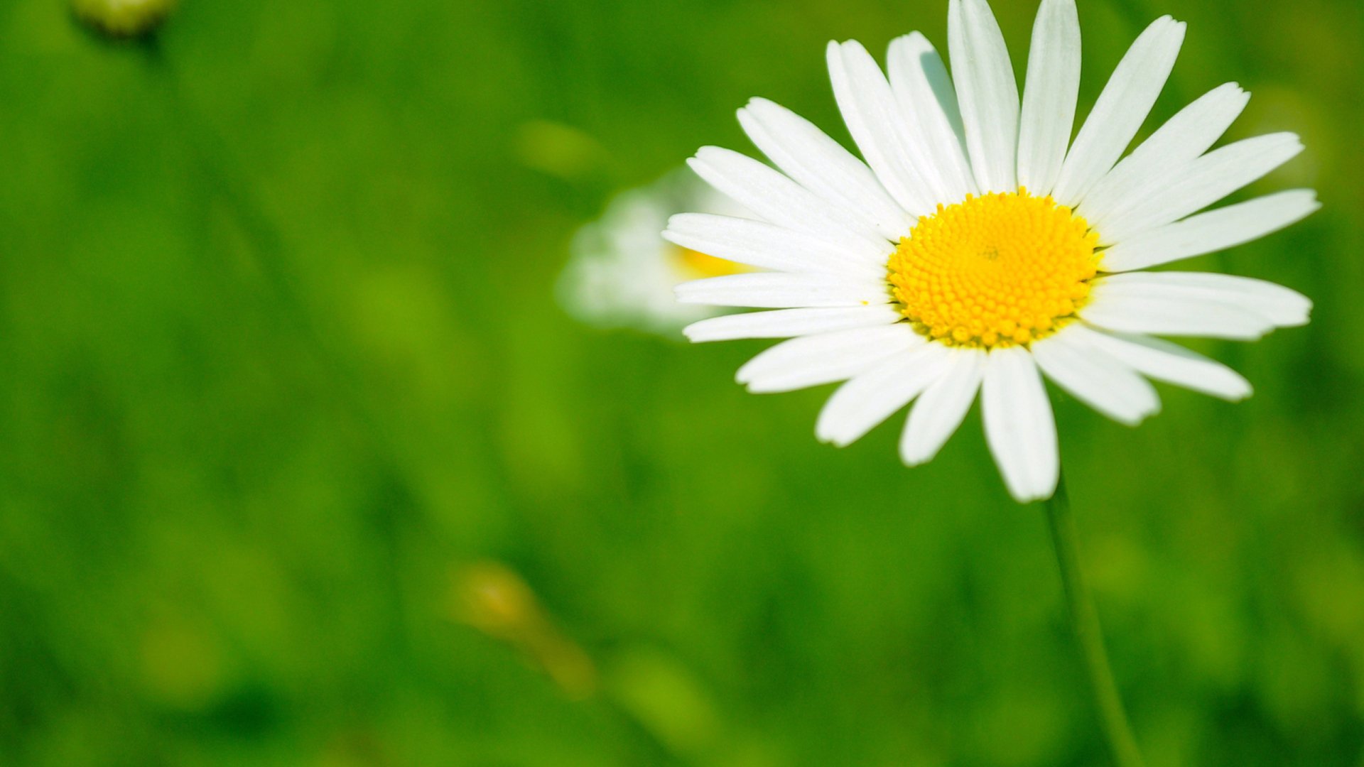 Sunlit Daisy — 2K Quad HD Nature Wallpaper | 2560x1440 | Wallpaper Abyss