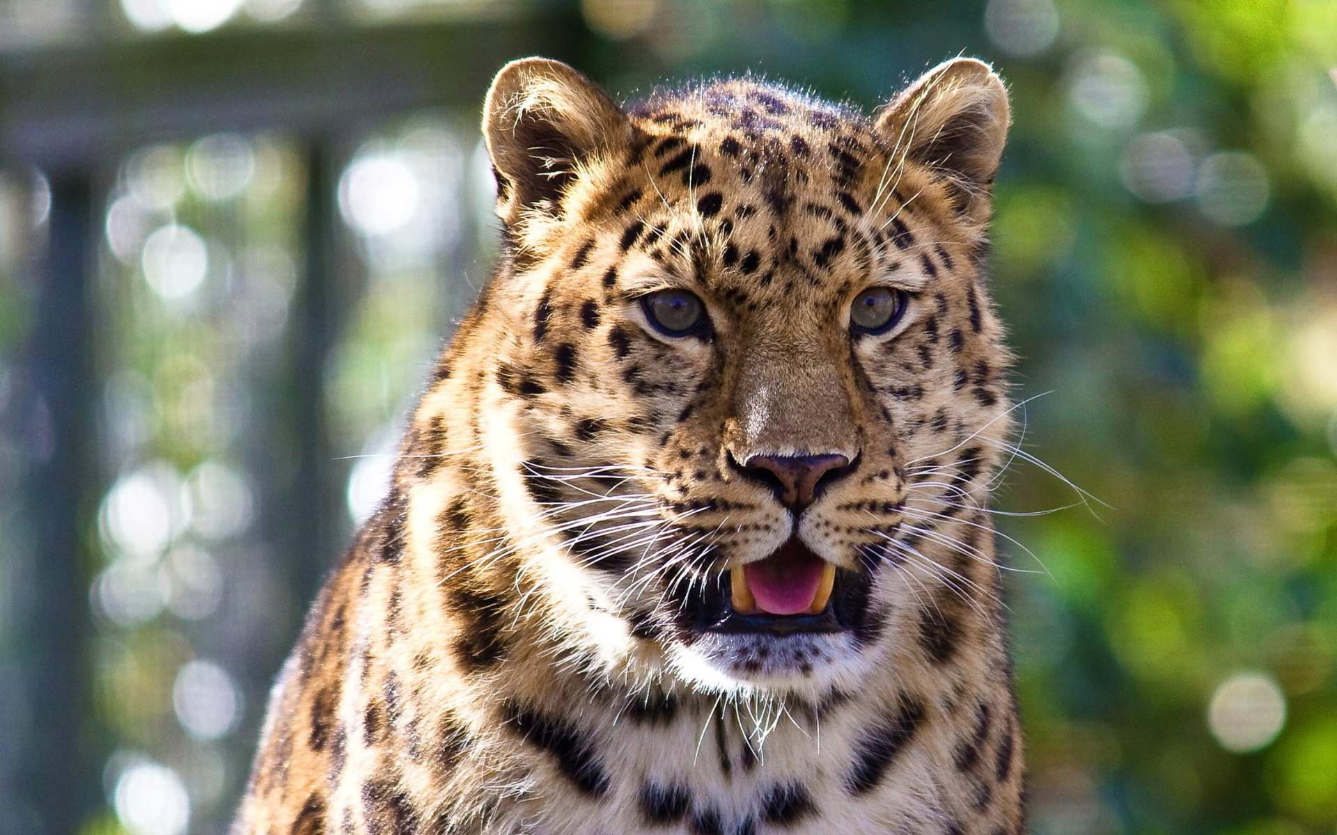 Download Animal Jaguar HD Wallpaper