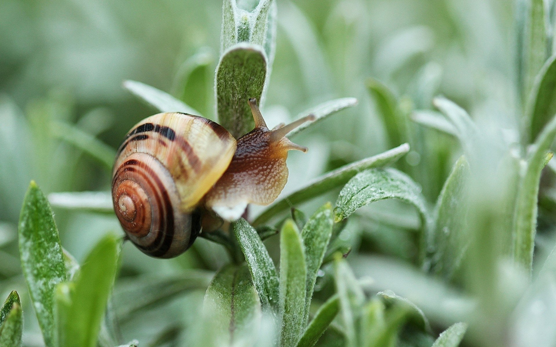 Animal Snail HD Wallpaper