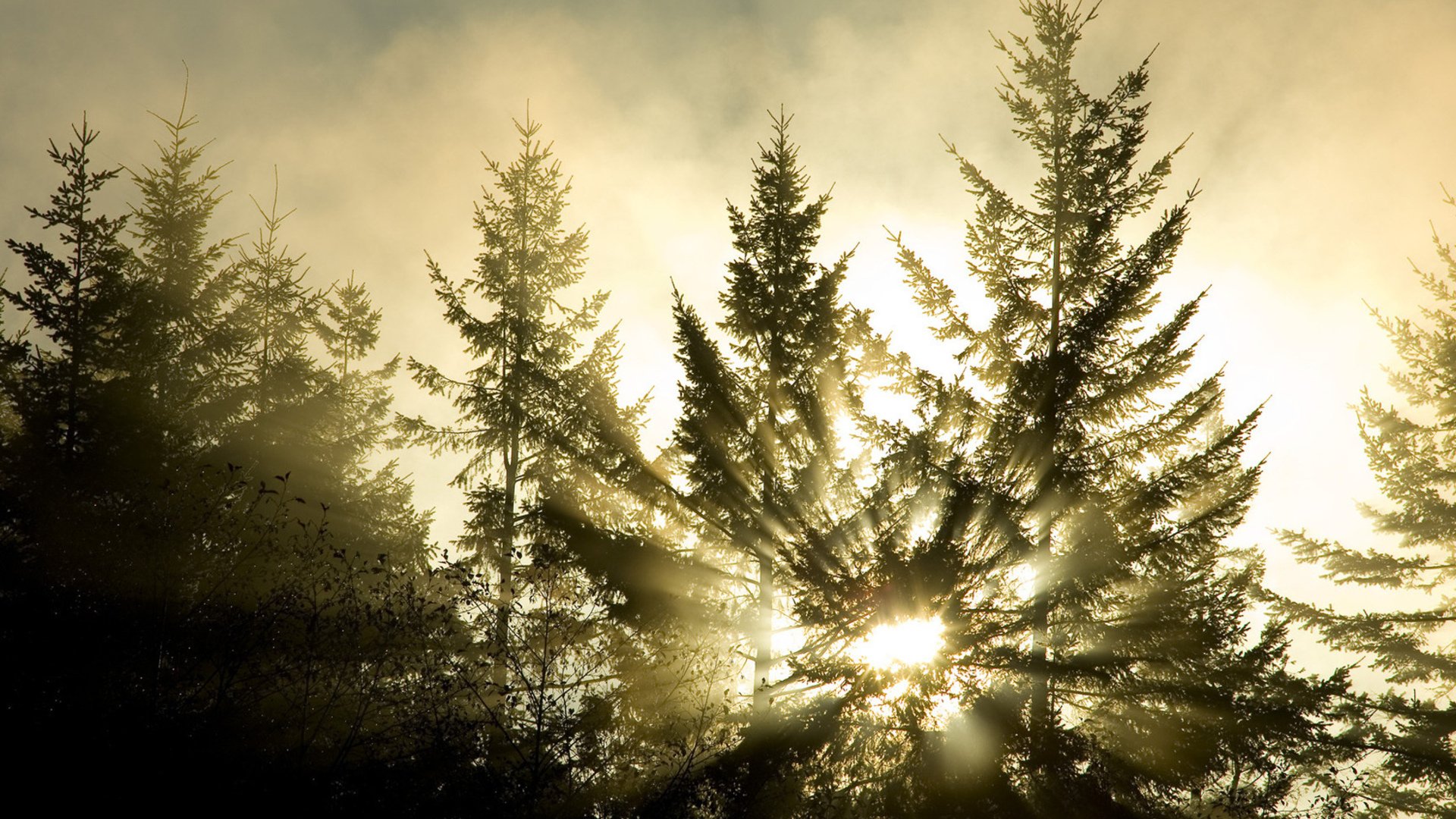 Radiant Sunbeams Streaming Through Majestic Pines – HD Nature Wallpaper