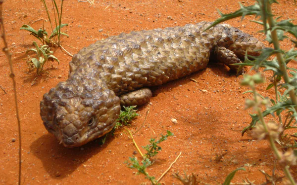 Shingleback Wallpapers