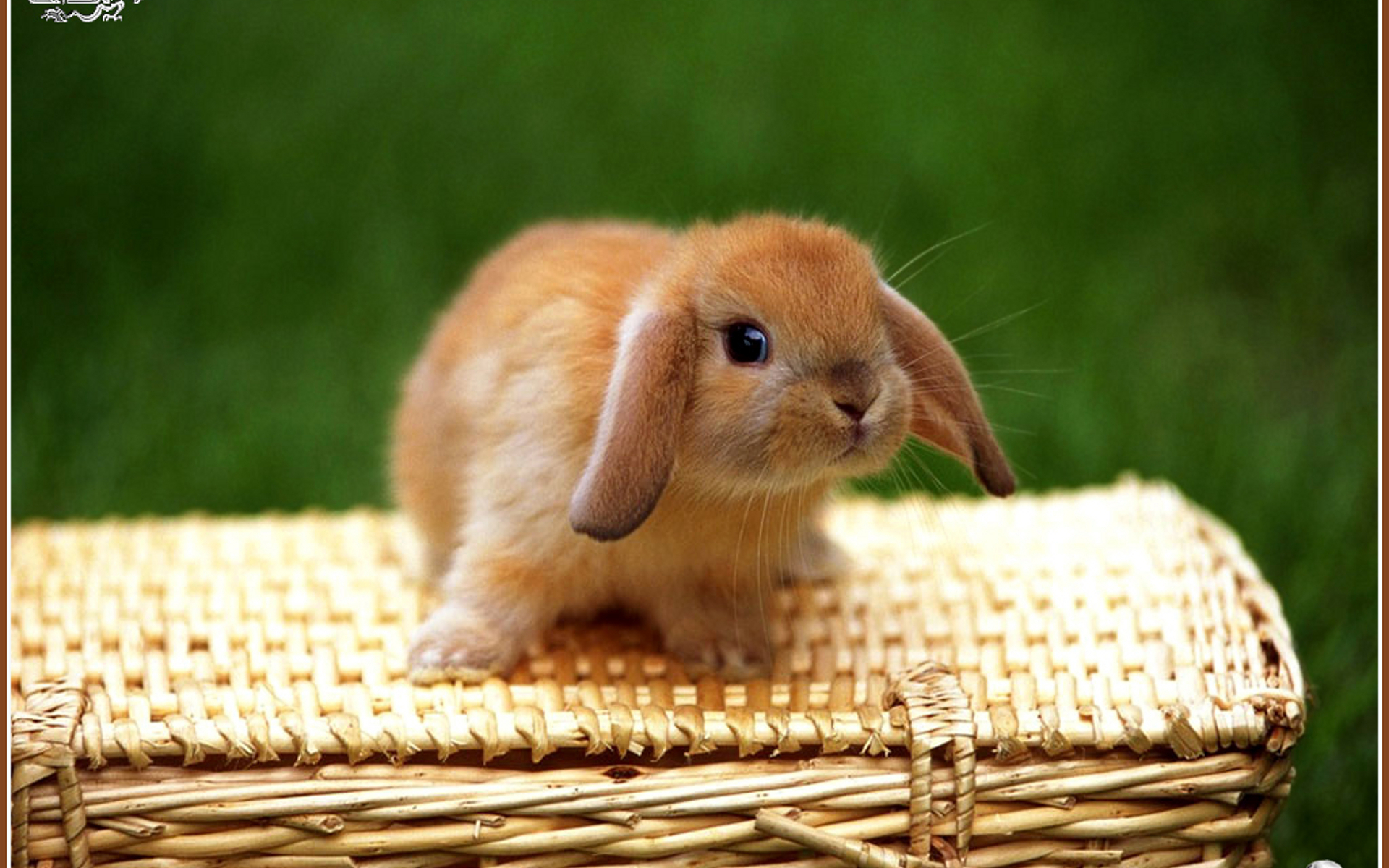 Adorable Rabbit HD Wallpaper