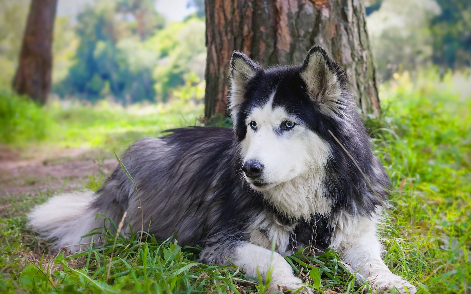 Majestic Husky HD Wallpaper in Nature | 2560x1600 | Wallpaper Abyss