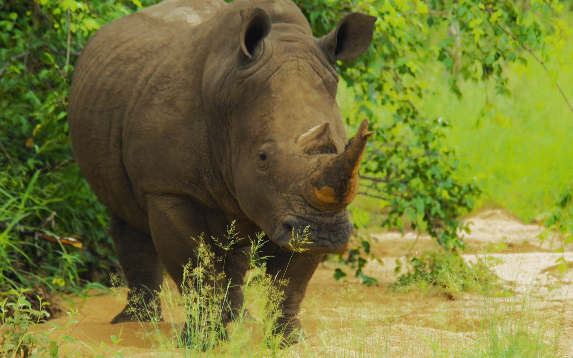 Download Animal Rhino HD Wallpaper